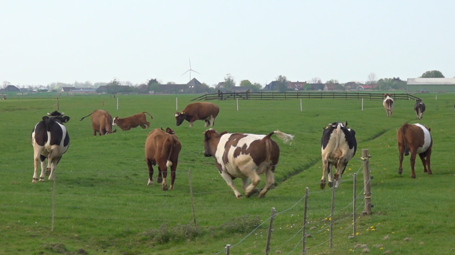 Sander Op Pad: Dansende koeien van zeldzame rassen bij Rundveemuseum ...
